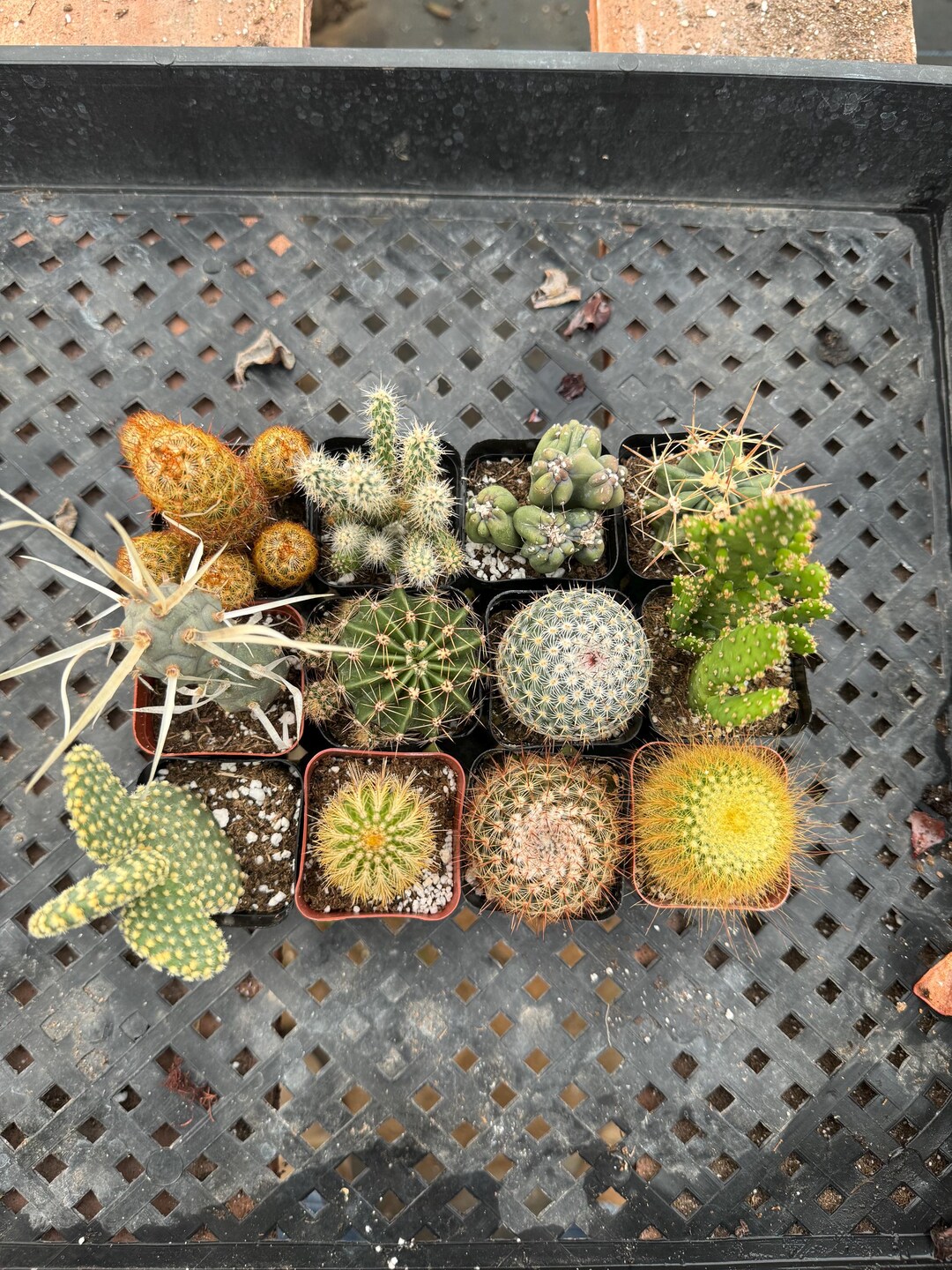 2” Cactus – 18 Live Plants Bulk Bundle – Assorted Succulent & Cacti Set ...
