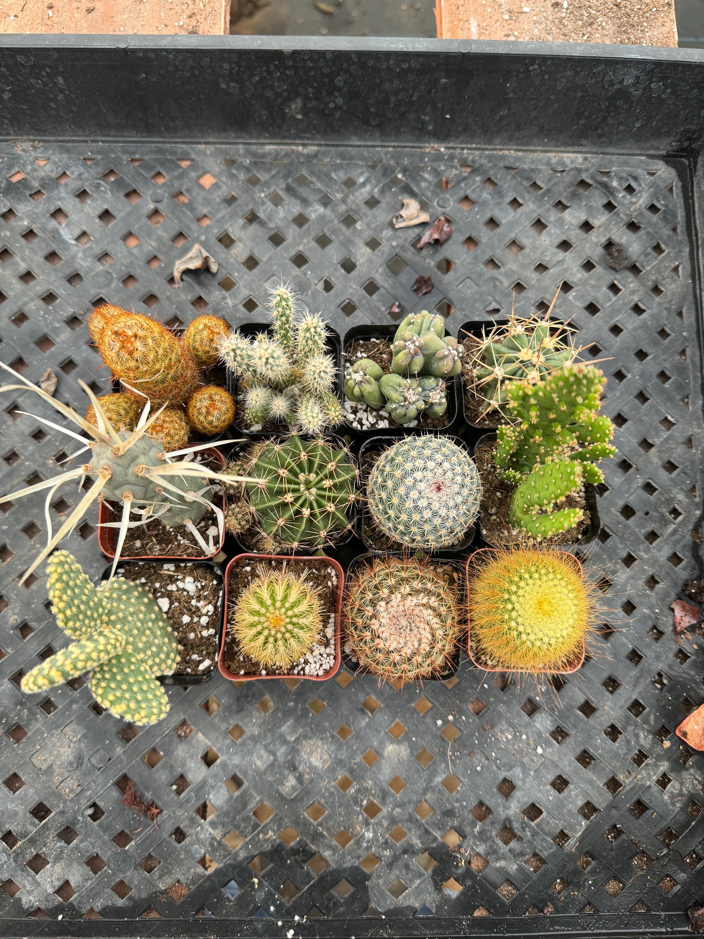 2” Cactus – 12 Live Plants Bulk Bundle – Assorted Succulent & Cacti Set ...