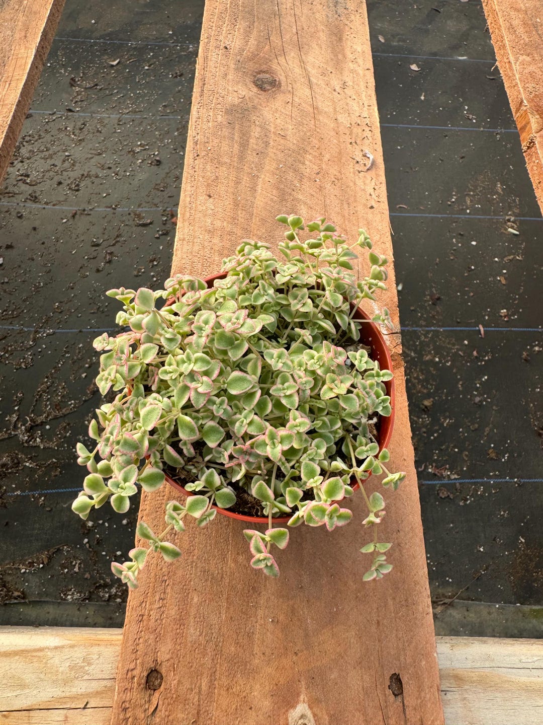 4” Sedum Little Missy Live Plant, House Plant - Etsy