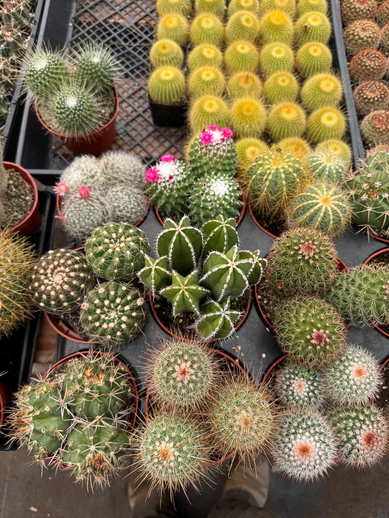 4” Cactus Bundle (9 Pack) – Live Cactus Plants | Assorted Indoor Cacti ...