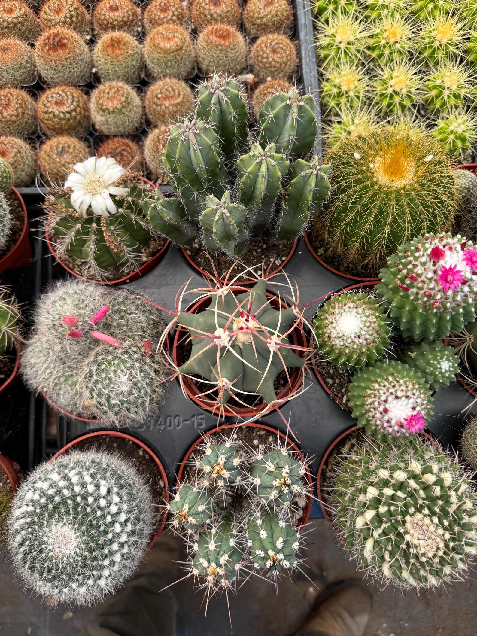4” Cactus Bundle (9 Pack) – Live Cactus Plants | Assorted Indoor Cacti ...