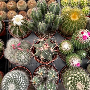 4” Cactus Bundle (9 Pack) – Live Cactus Plants | Assorted Indoor Cacti ...