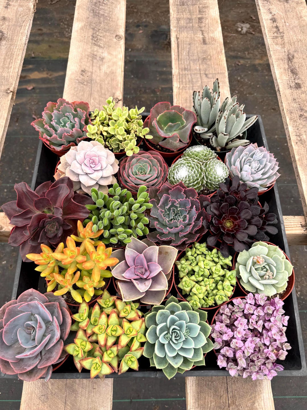 4" Succulent Live Plant Bundle – Assorted Indoor Houseplants, 20 Pack ...