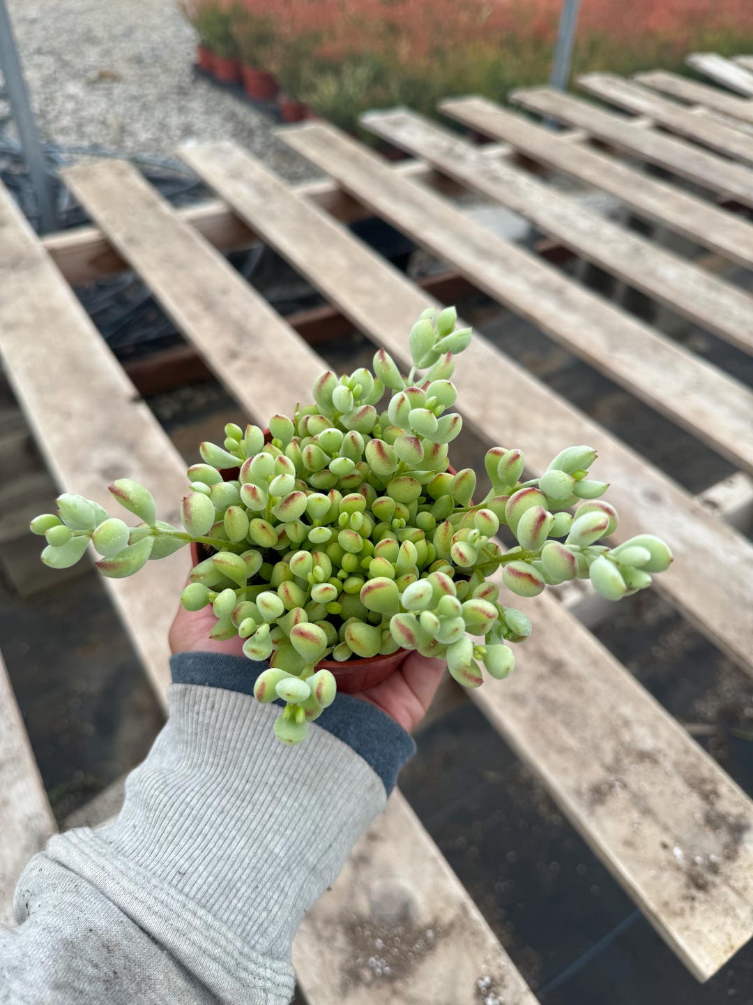4” Cotyledon Pendens – Live Succulent Plant | Trailing Houseplant ...