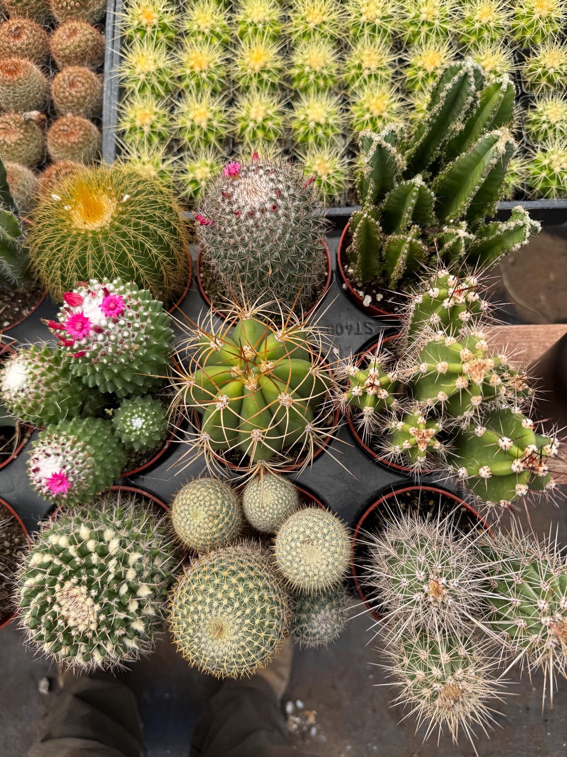 4” Cactus Bundle (9 Pack) – Live Cactus Plants | Assorted Indoor Cacti ...