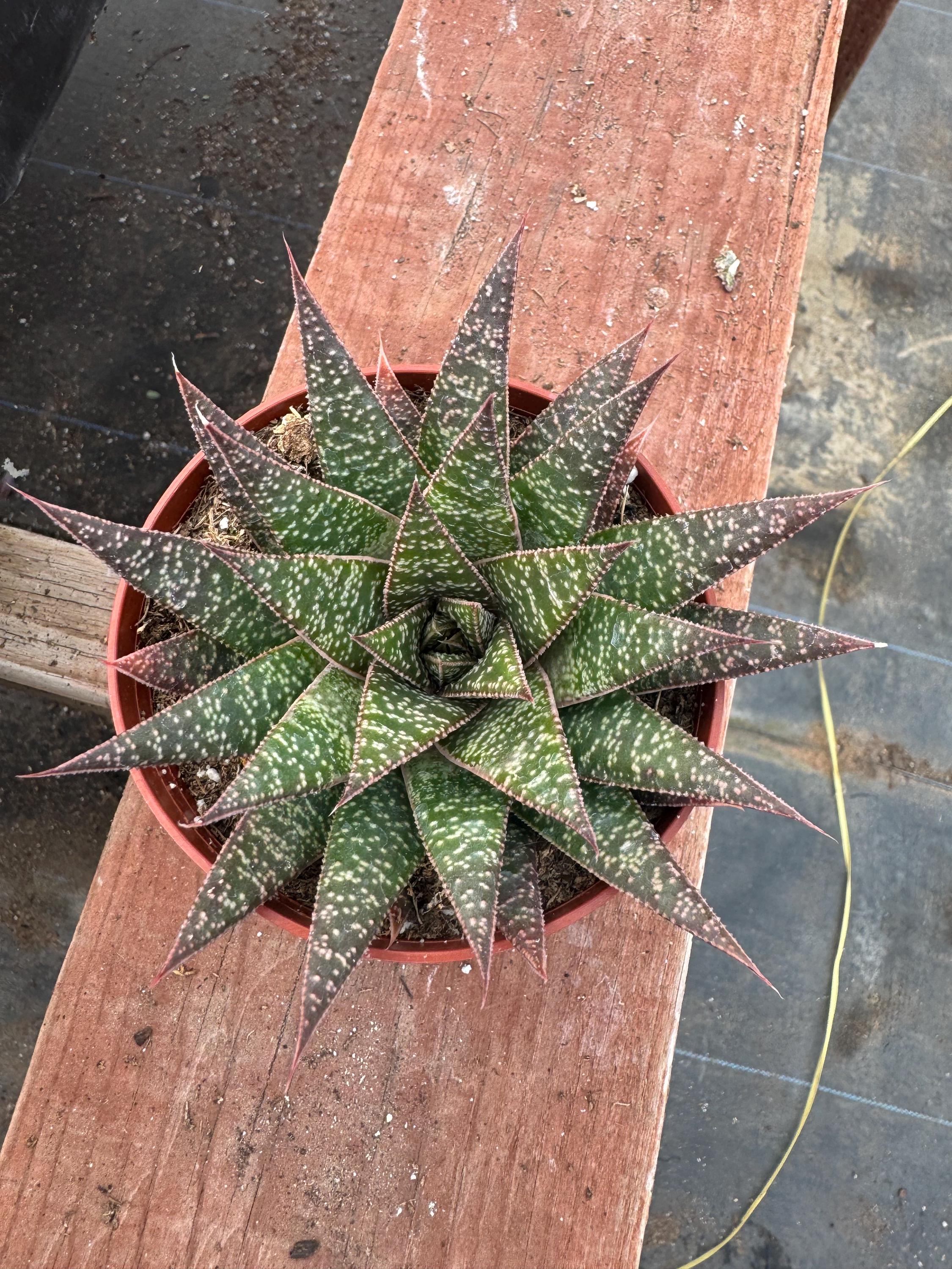 4” Gasteraloe ‘flow’ – Rare Aloe Hybrid Live Plant | Indoor Succulent ...
