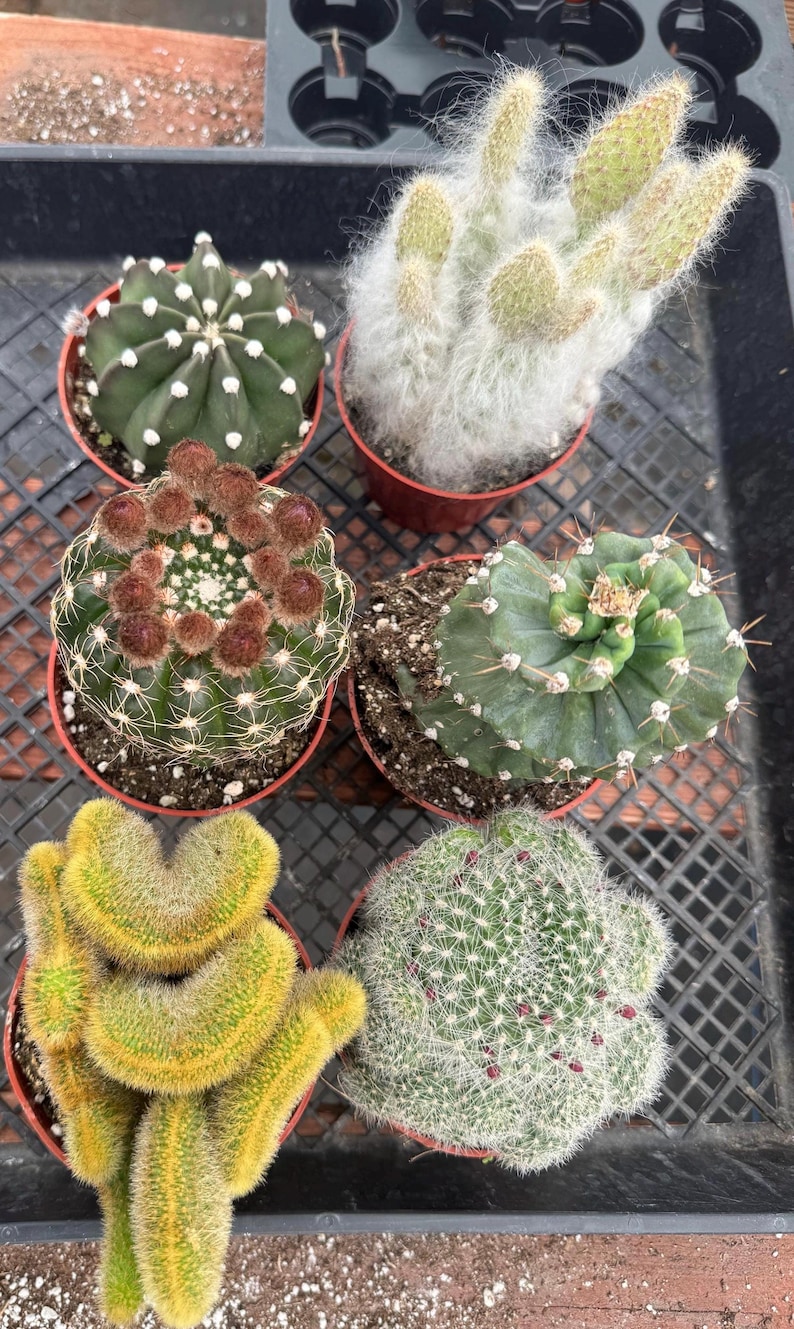 Live Cactus Bundle, 4-inch Potted Assorted Cacti (6 Count) - Etsy
