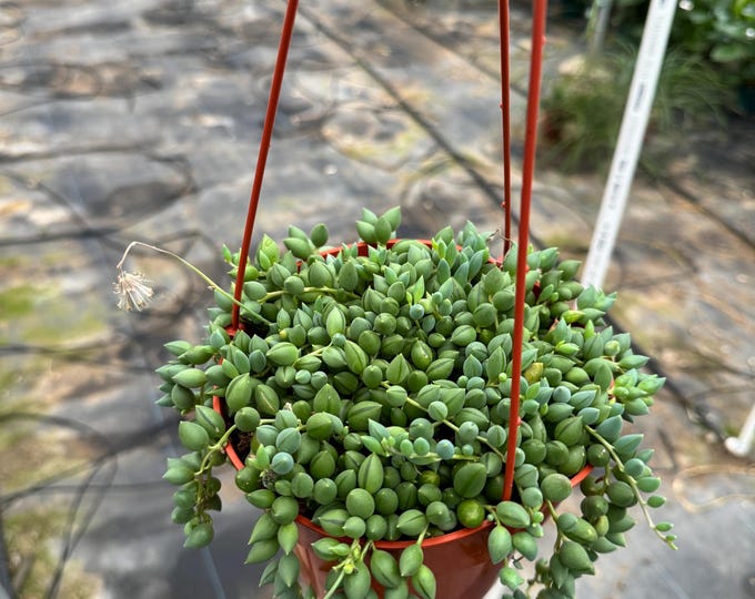 Baby Tears String of Tears Hanging Succulent 4 Cuttings Each 3"-4" Long ...