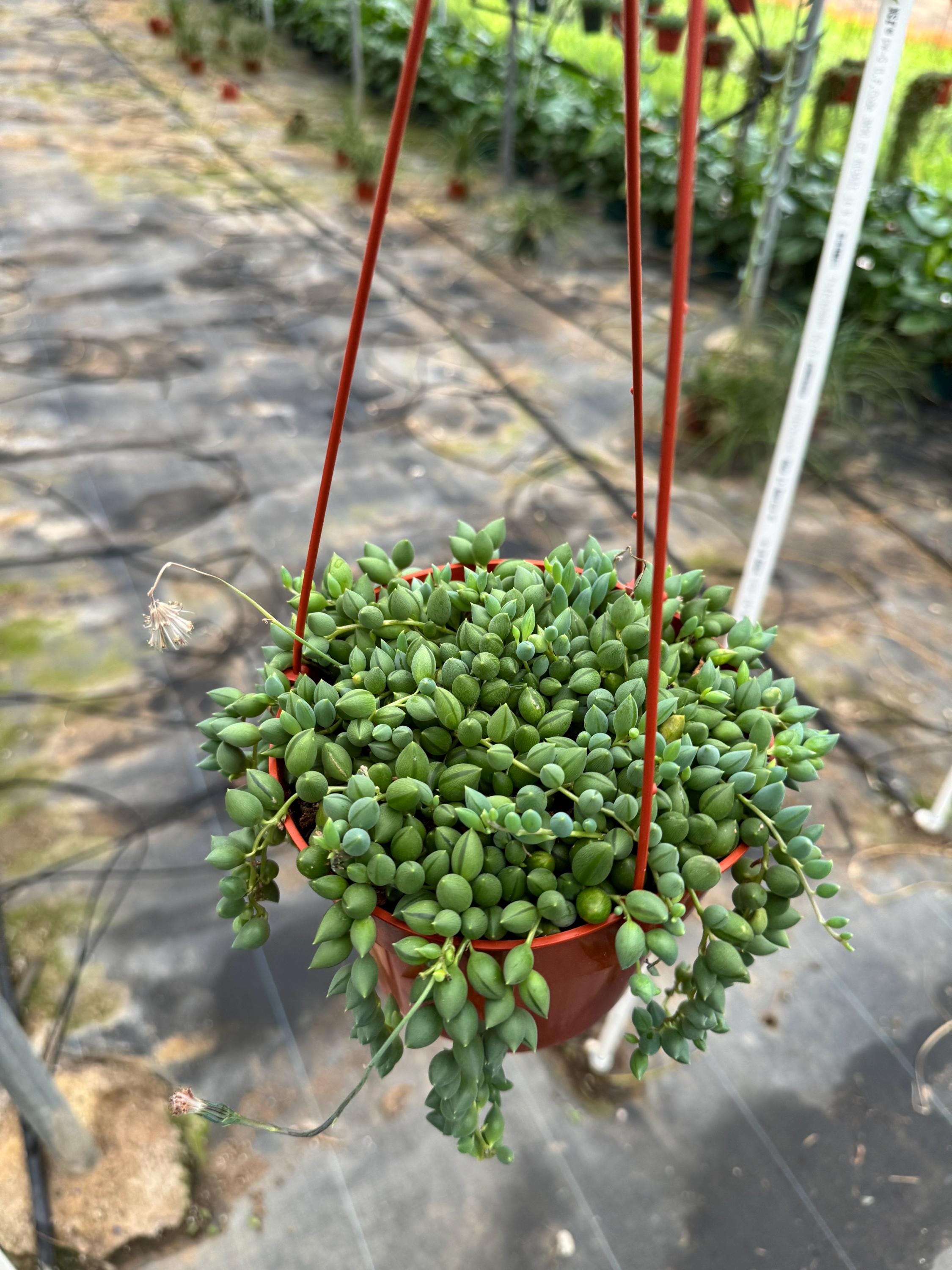 6” Hanging String of Tears House Plant , Live Plant - Etsy