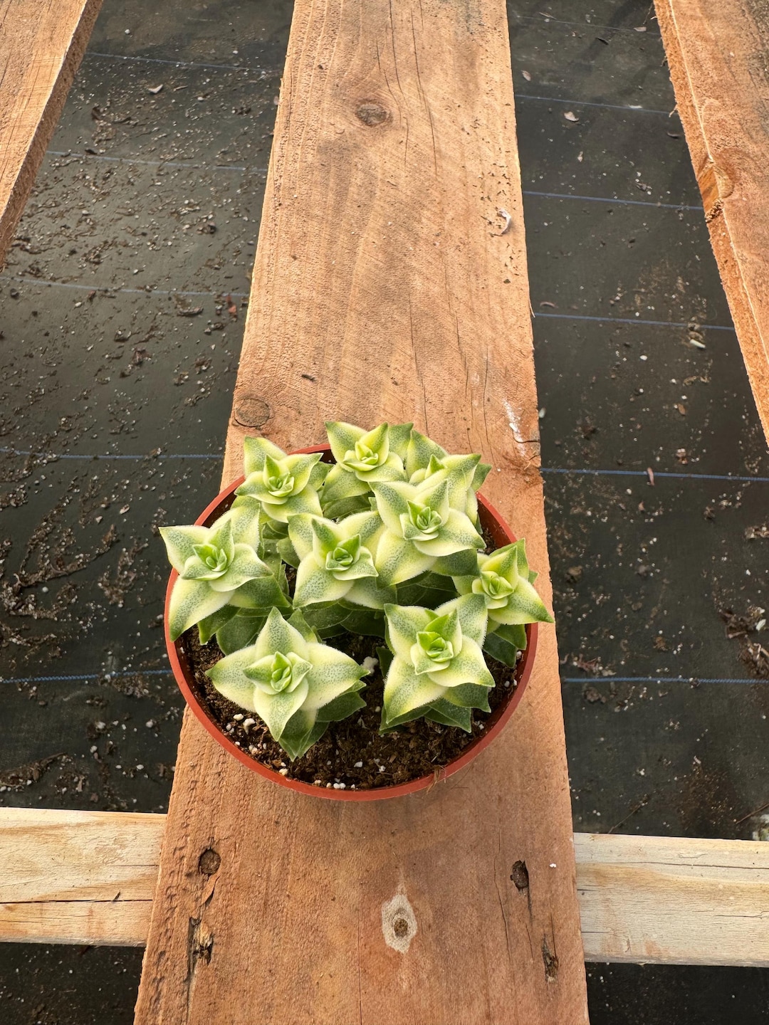 4” Variegated String of Buttons Live Plant, House Plant - Etsy