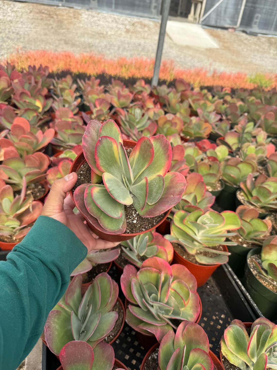 6” Kalanchoe Thrysifolia Variegated Live Plant - Etsy