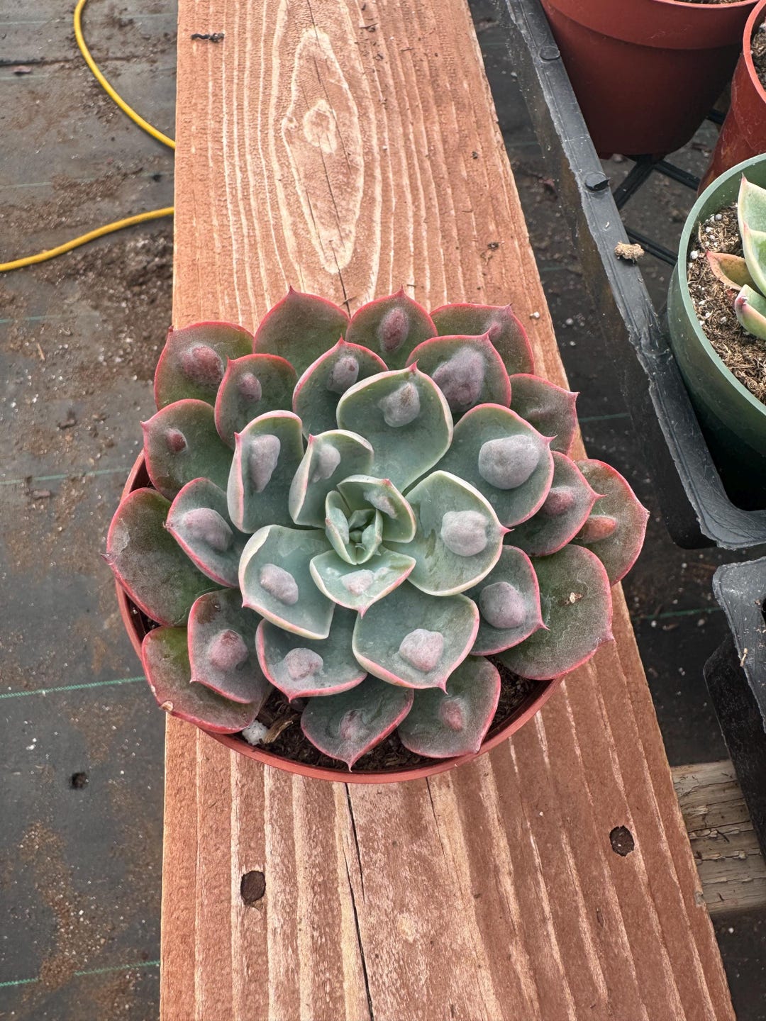 4” Echeveria ‘raindrops’ – Unique Live Succulent Plant | Rare Rosette ...