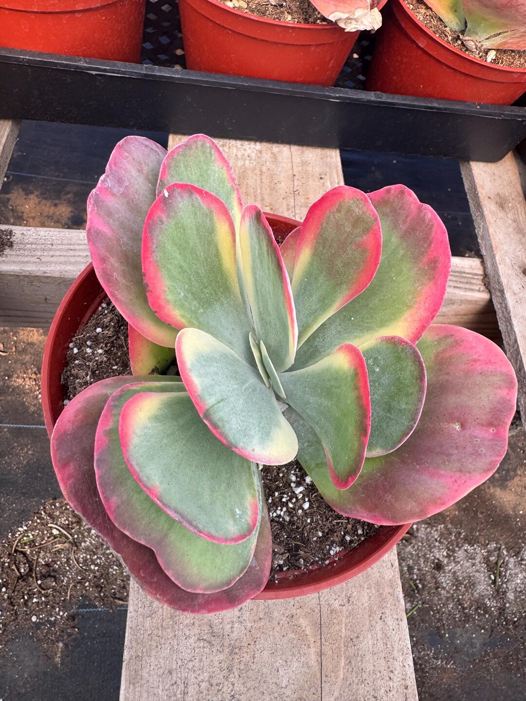 6” Kalanchoe Thrysifolia Variegated Live Plant - Etsy