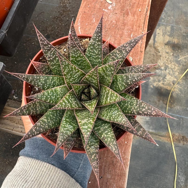 Rare Aloe - Etsy