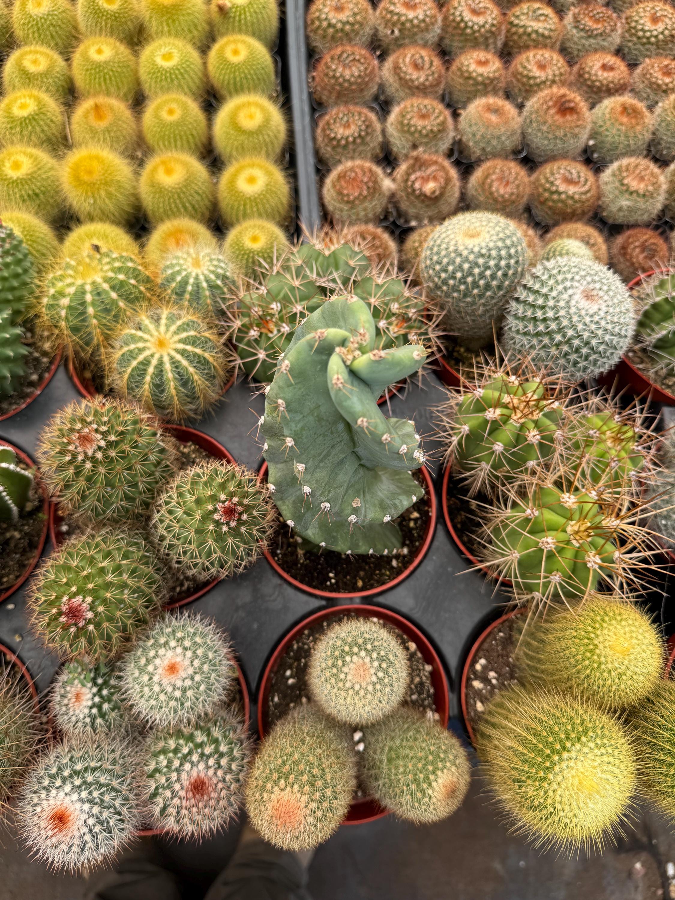 4” Cactus Bundle (9 Pack) – Live Cactus Plants | Assorted Indoor Cacti ...