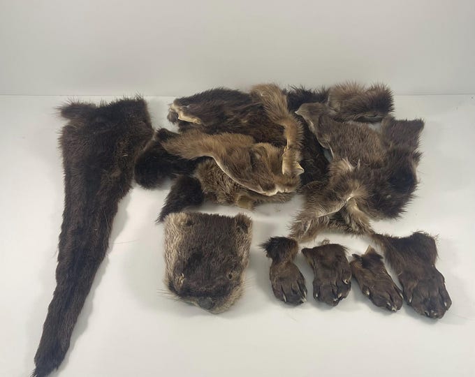 Alaskan River Otter Fur Scrap - Etsy