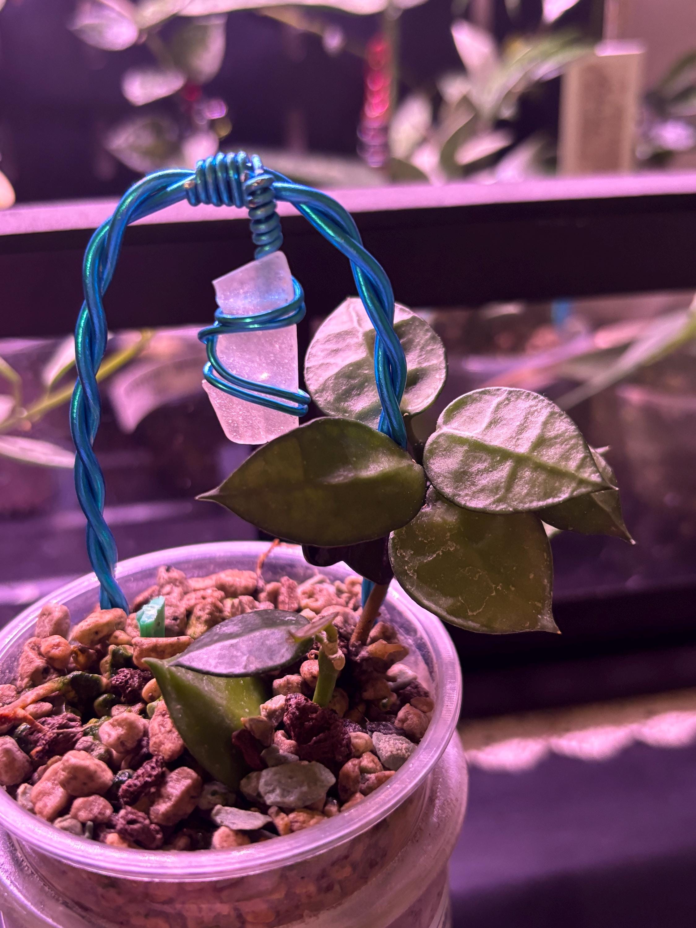 Illegally Tiny Arch and Tiny Arch Bundle - Etsy