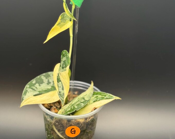 Rare Scindapsus Exotica Mayari Variegated | Exact Plant | US Seller - Etsy