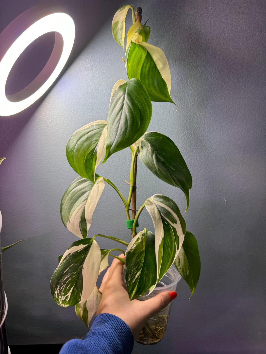 Scindapsus Blue Albo Thailand Mature Rooted Plant 12 Inch Tall Beautful ...