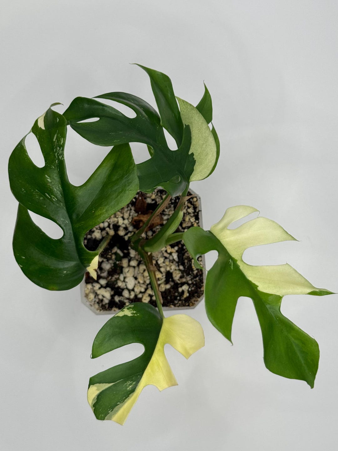 Variegated Rhaphidophora Tetrasperma | Variegated Mini-monstera | Exact ...