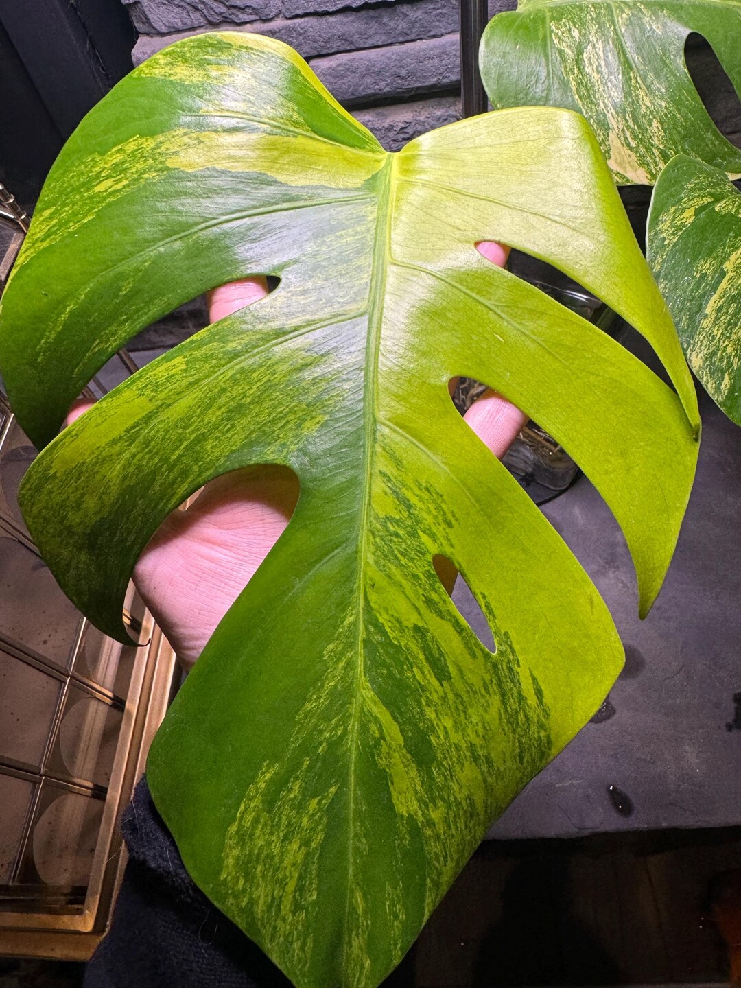 US Seller Monstera Aurea 3 Leaf Exact Plant Beautiful Variegation Well ...