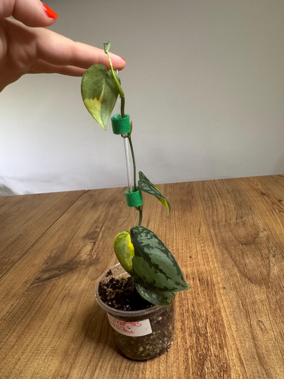 Rare Scindapsus Apolaki | Exact Plant | US Seller - Etsy