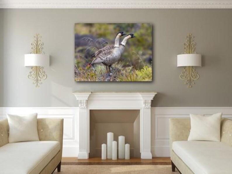 Wilderness Nene - the Rarest Goose Species in the World, the Nene, Seen ...