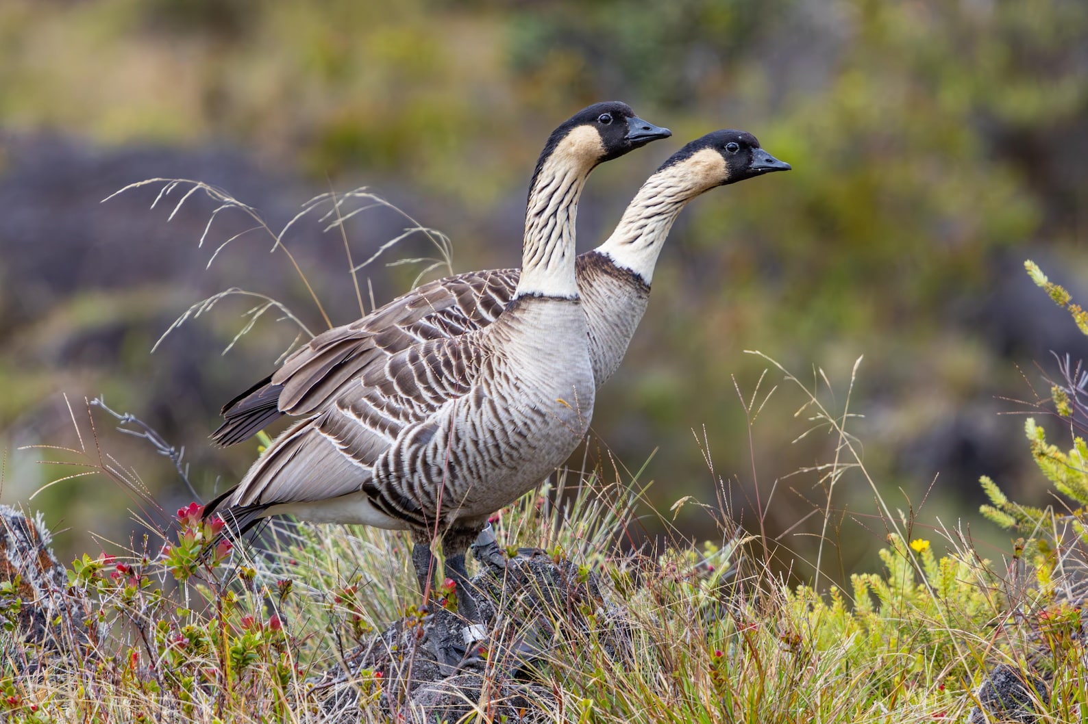 Wilderness Nene - the Rarest Goose Species in the World, the Nene, Seen ...
