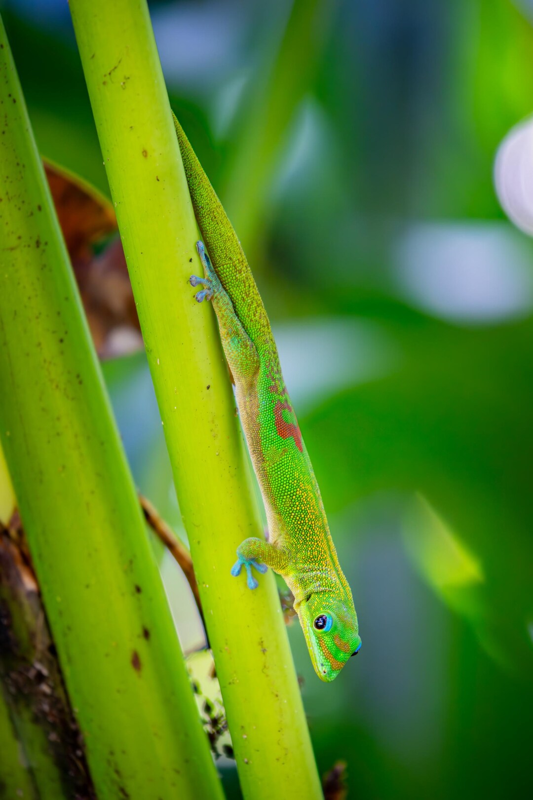 Gold Dust Day Gecko - Hawaii Geckos, Big Island of Hawaii - Etsy