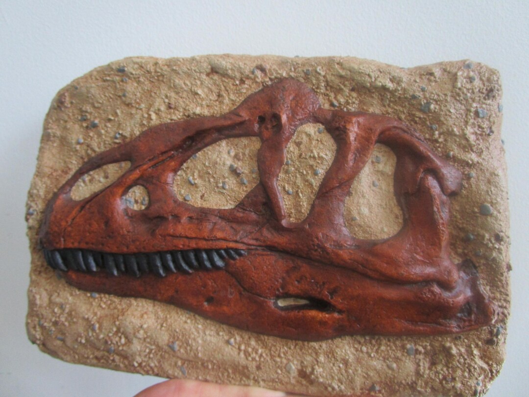 Allosaurus Skull Carnivorous Dinosaur Replica With Stand and Original ...