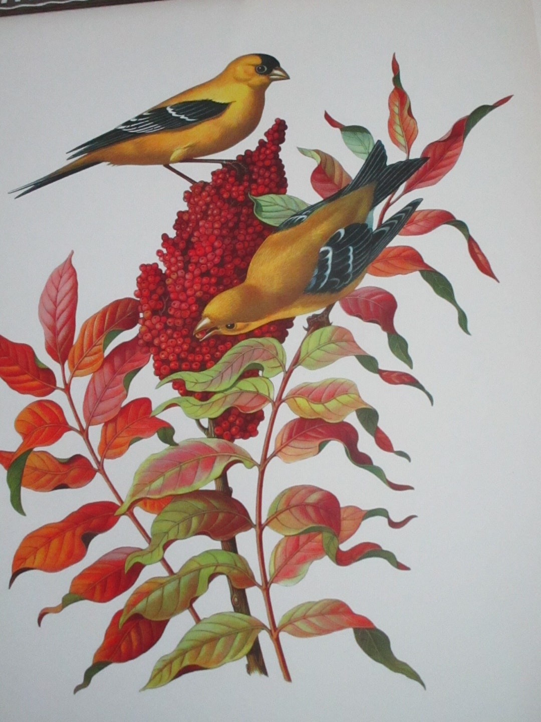 Rudolf Freund Lithograph Made in the USA. Height 14" X 11 1/8" New Old ...