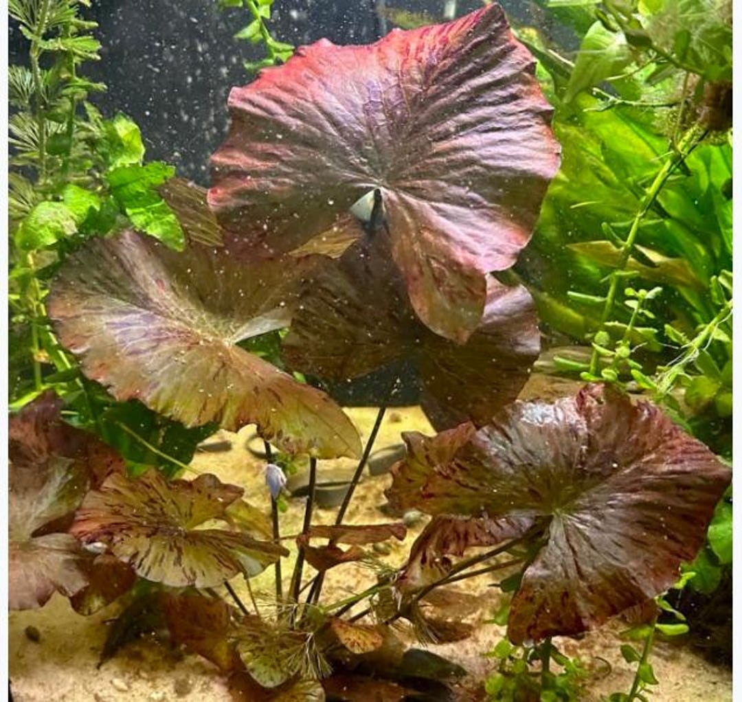 Tiger Lotus Bulbs Freshwater Aquatic Plant Sprouts in Tanks Under 72F ...