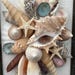 Sea Shell Art Frame. Coastal Wall Art. Natural Sea Shells. Beach House ...