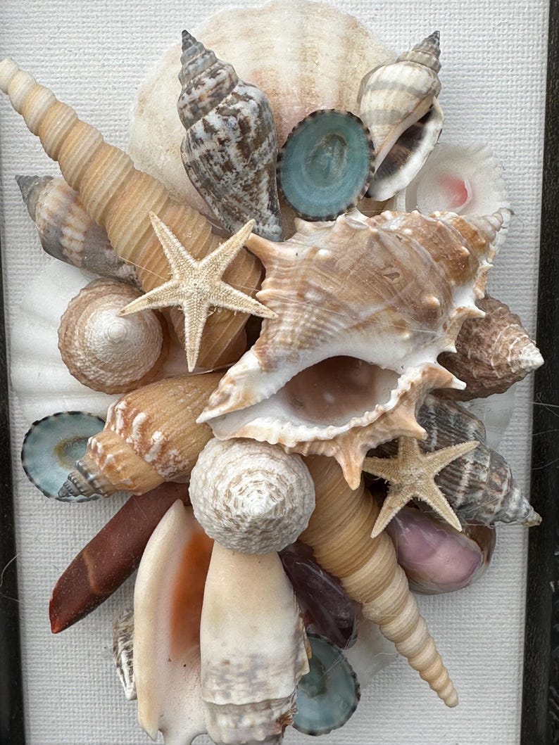 Sea Shell Art Frame. Coastal Wall Art. Natural Sea Shells. Beach House ...
