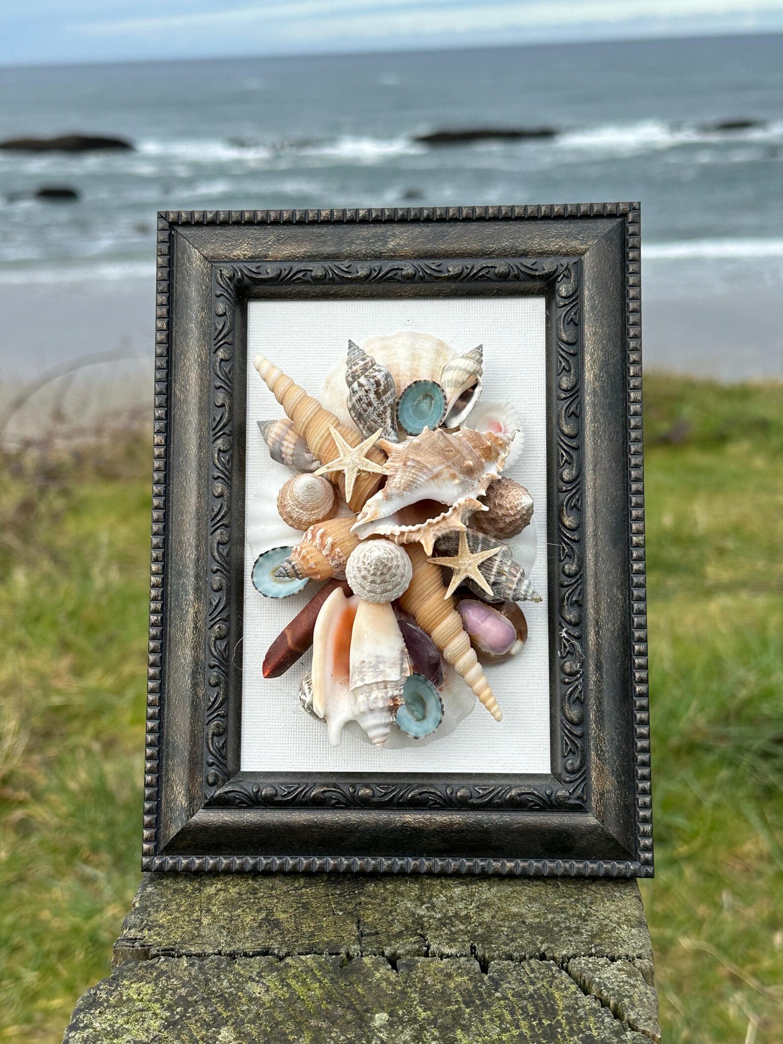 Sea Shell Art Frame. Coastal Wall Art. Natural Sea Shells. Beach House ...