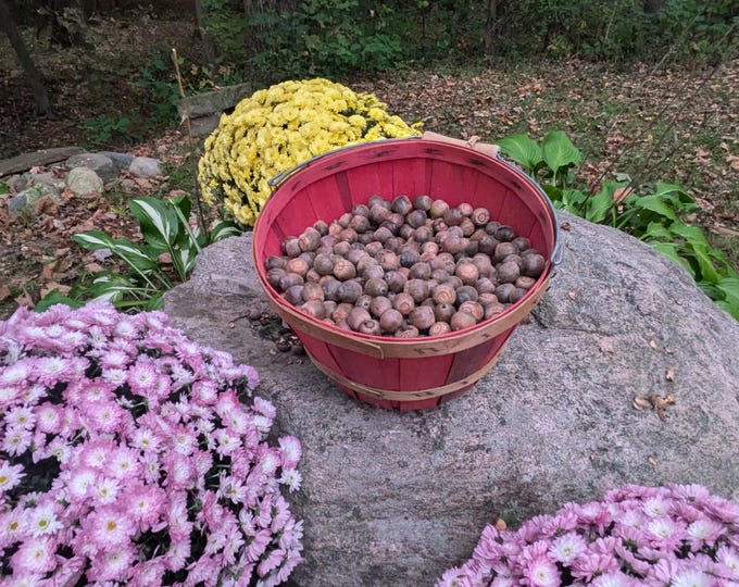 3 Lbs of Red Oak Acorns, Oak Nuts, Oak Tree, Oak Tree Seeds, Fall ...