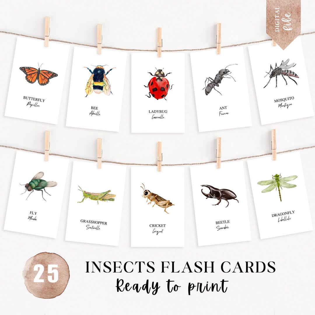 Insects Flash Cards set of 25 Insects Flash Cards for Preschool ...
