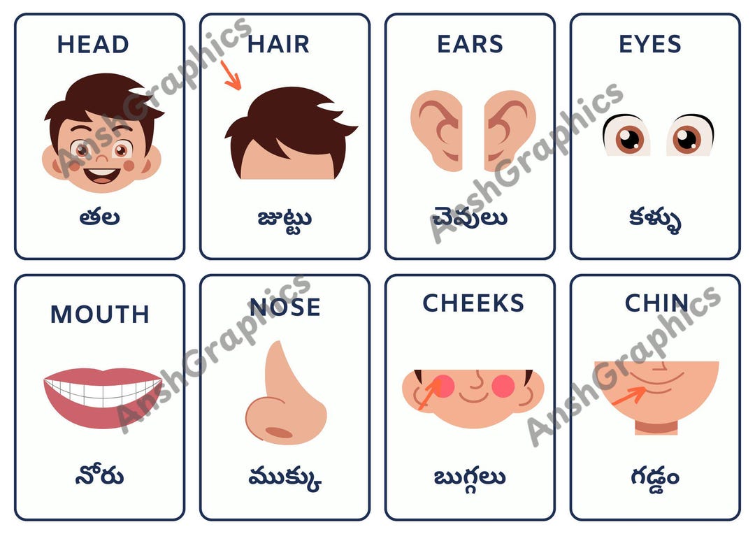Body Parts in Telugu Flashcards Printable - Etsy
