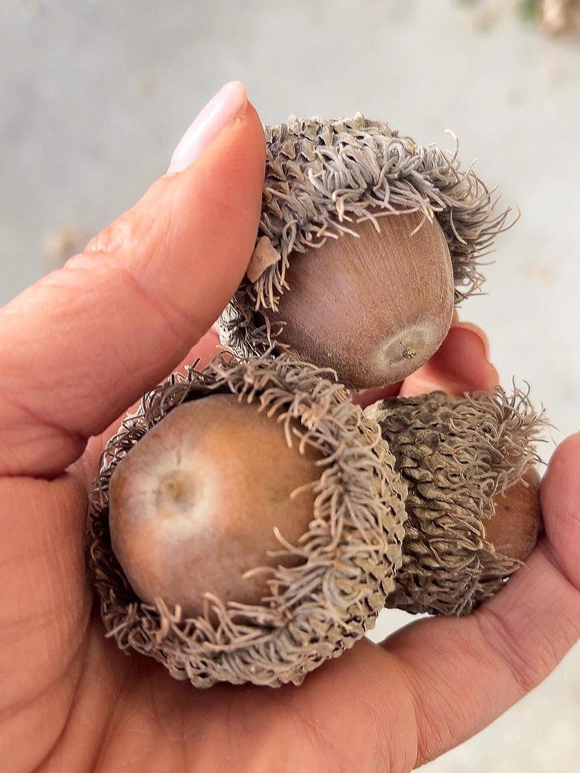 Natural Bur Oak Acorns & Caps | Whole Acorns, Acorns Without Caps ...