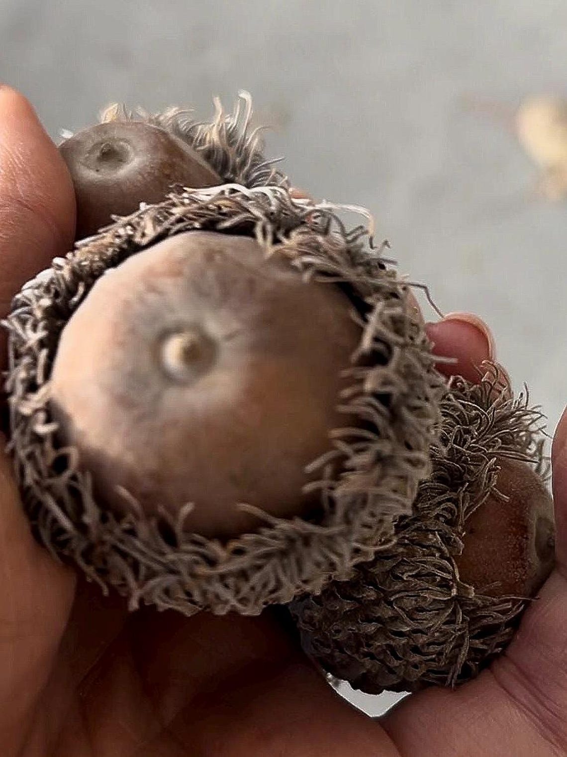Natural Bur Oak Acorns & Caps | Whole Acorns, Acorns Without Caps ...