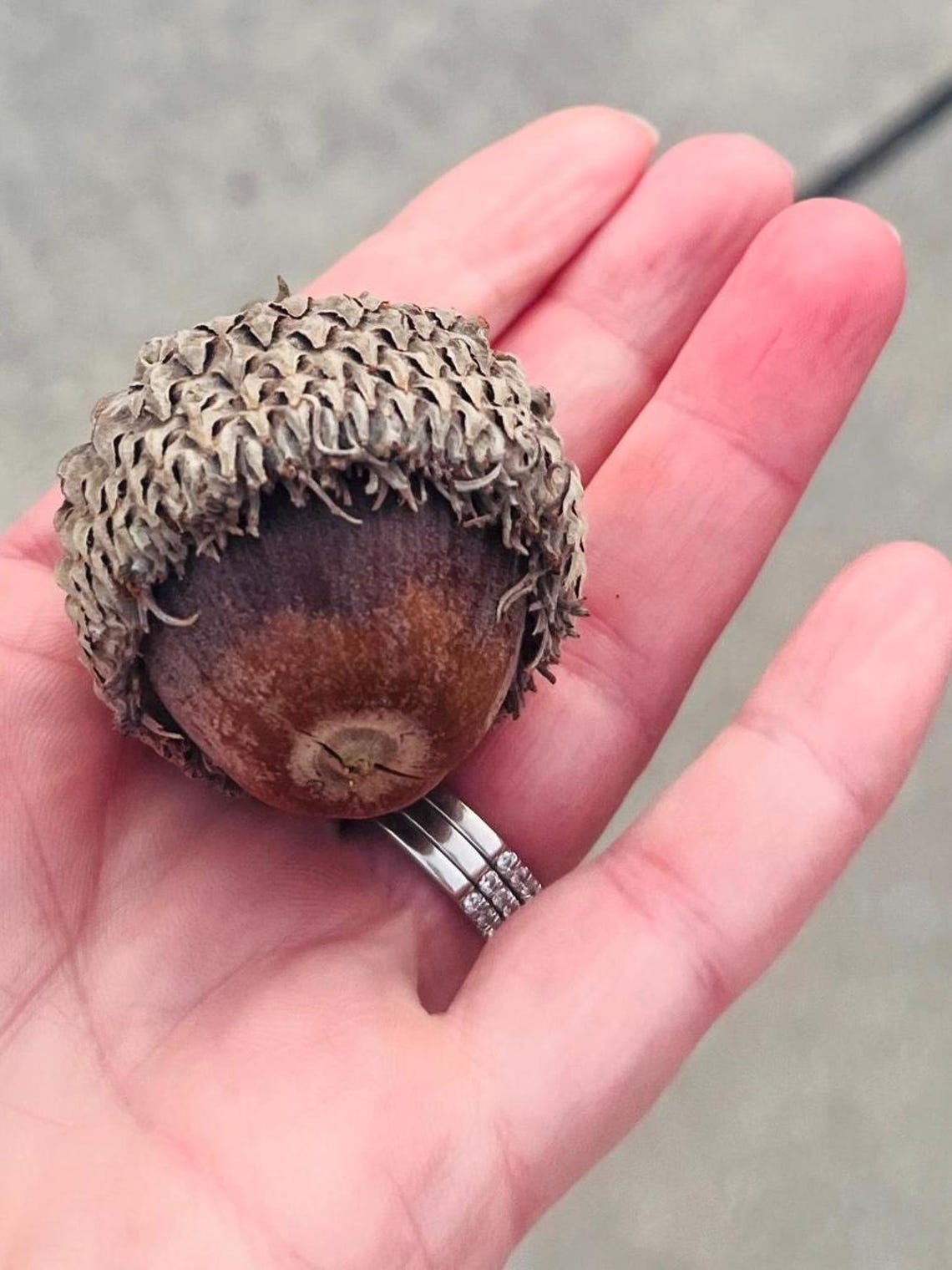 Natural Bur Oak Acorns & Caps | Whole Acorns, Acorns Without Caps ...