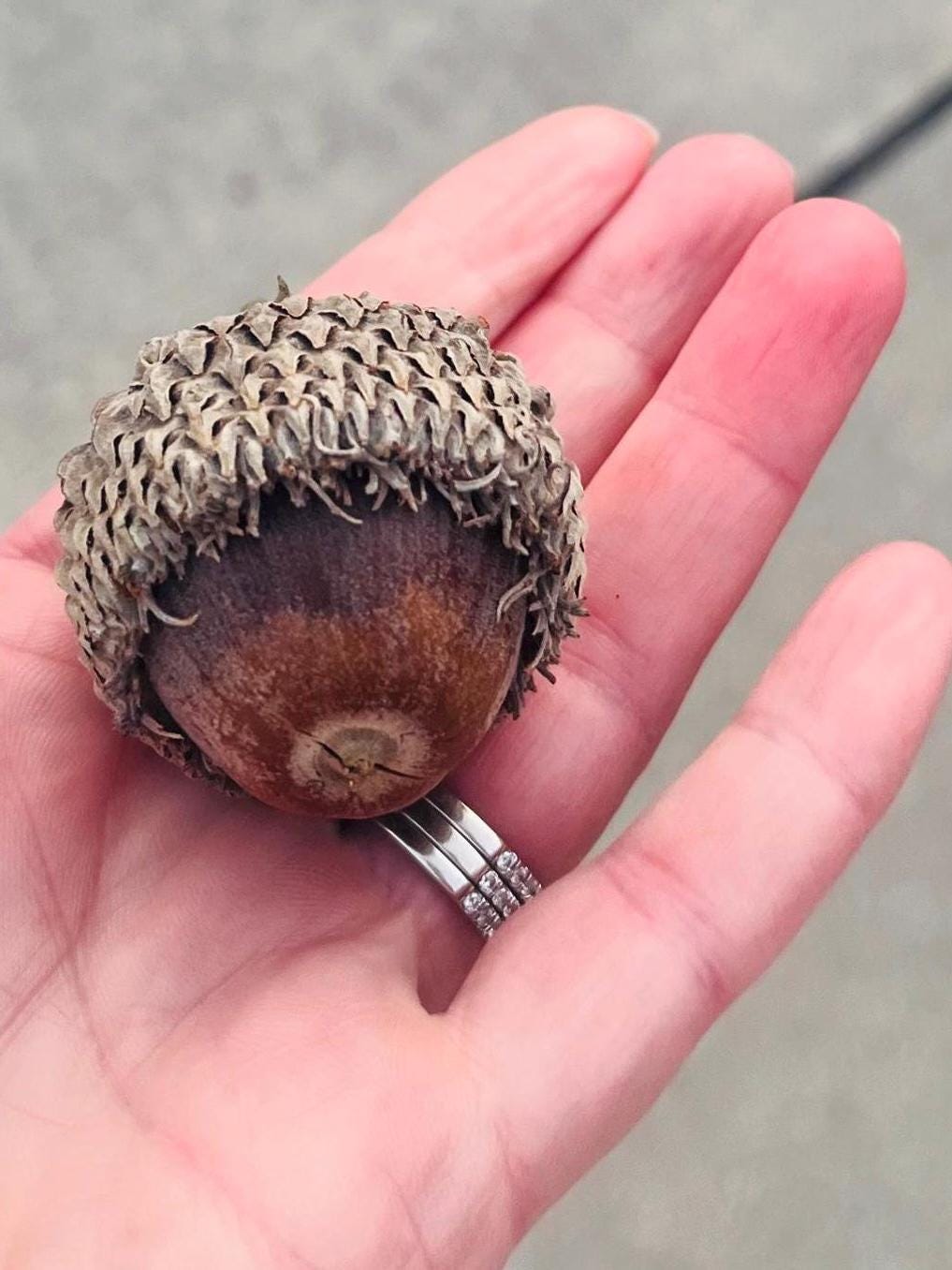 Natural Bur Oak Acorns & Caps | Whole Acorns, Acorns Without Caps ...