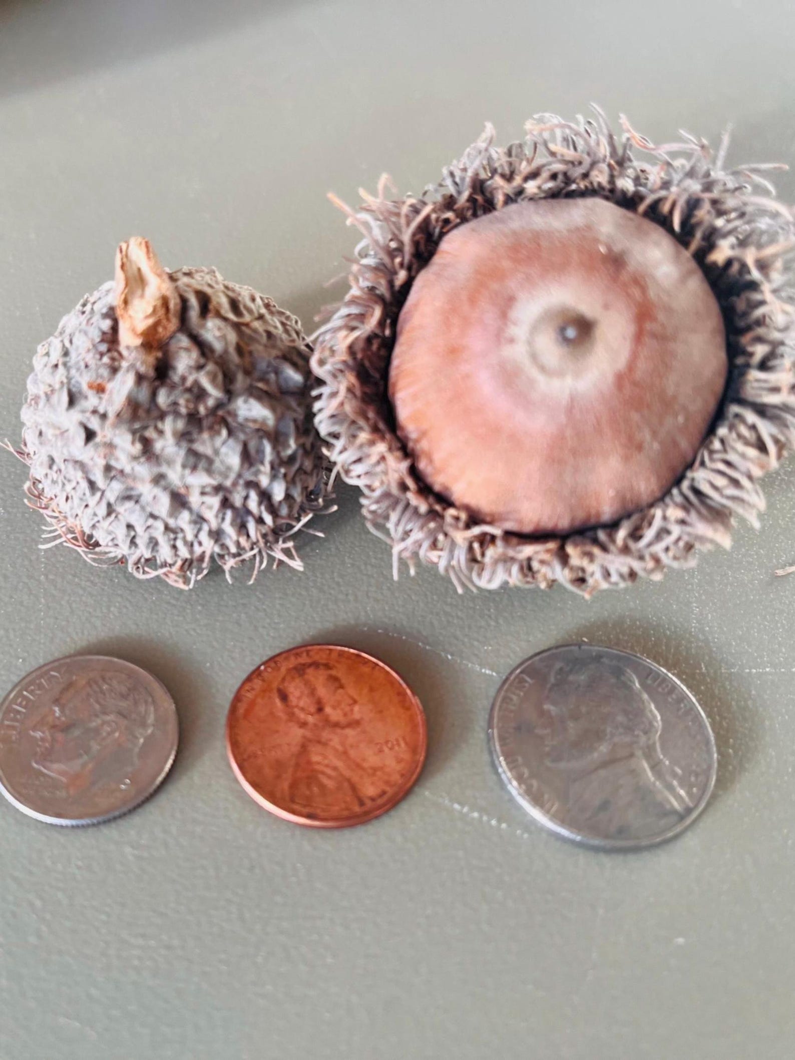 Natural Bur Oak Acorns & Caps | Whole Acorns, Acorns Without Caps ...