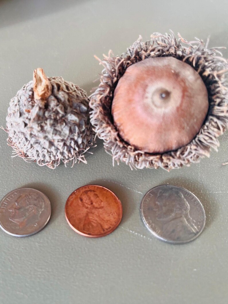 Natural Bur Oak Acorns & Caps | Whole Acorns, Acorns Without Caps ...