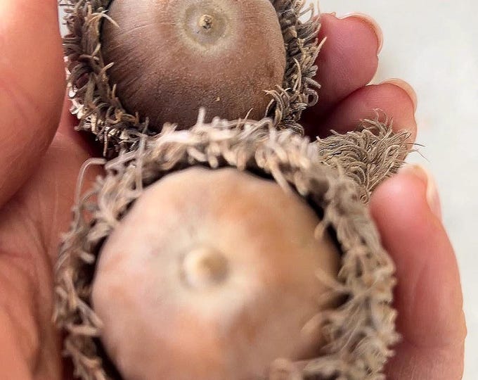 Natural Bur Oak Acorns & Caps | Whole Acorns, Acorns Without Caps ...