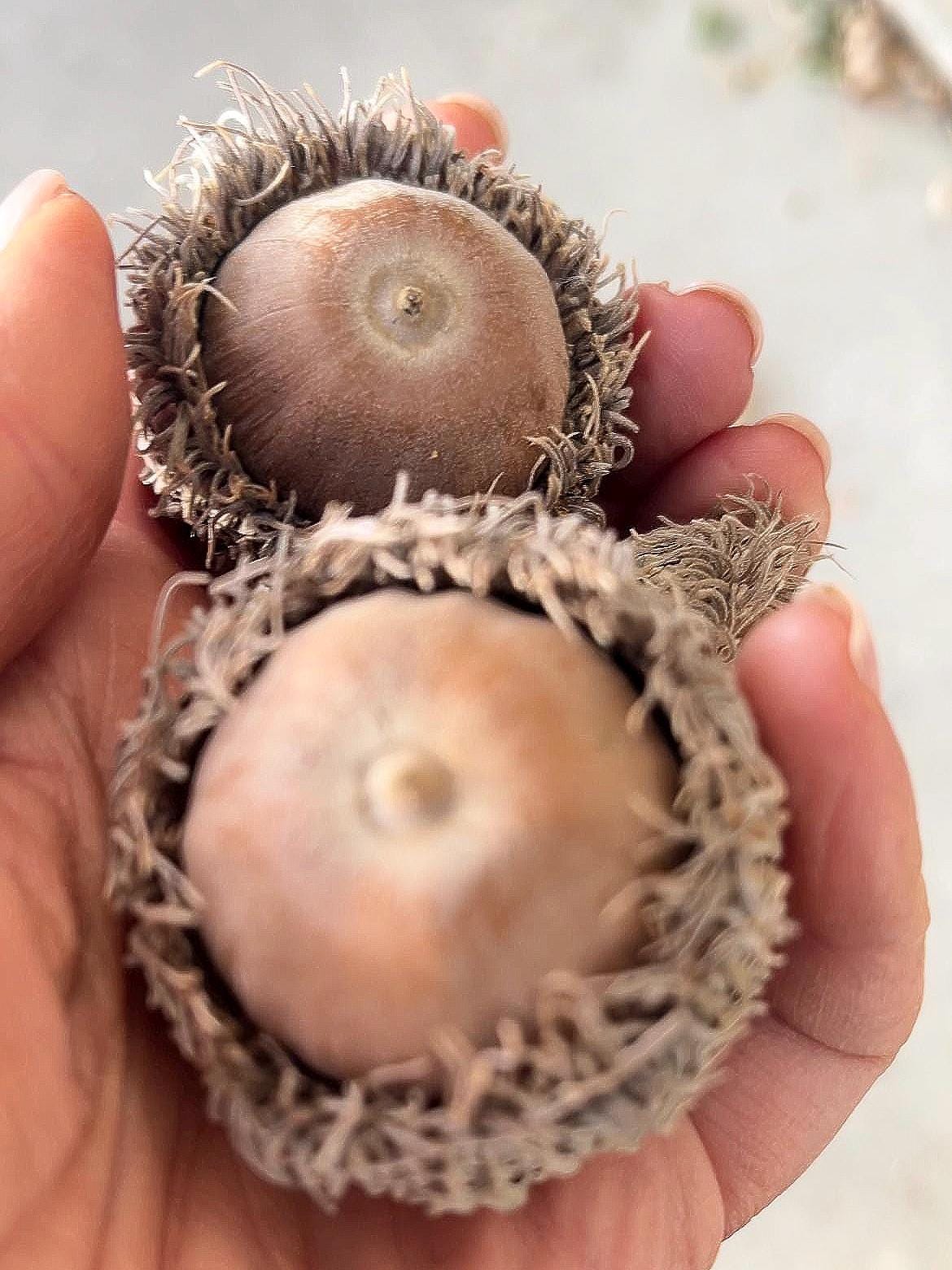 Natural Bur Oak Acorns & Caps | Whole Acorns, Acorns Without Caps ...