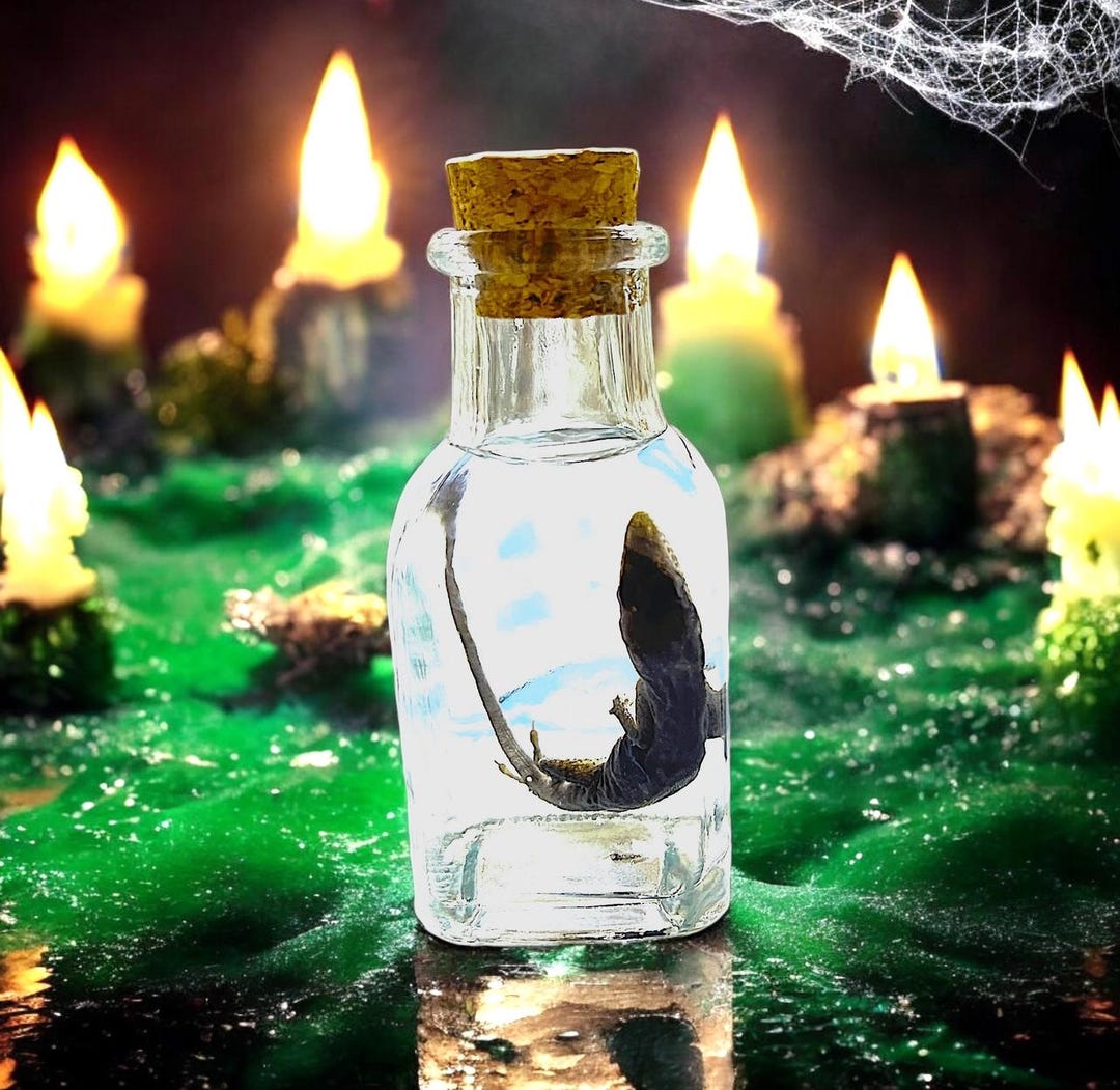 Real Cute Anole Lizard Wet Specimen in Jar Dried Insect Dead Bug ...