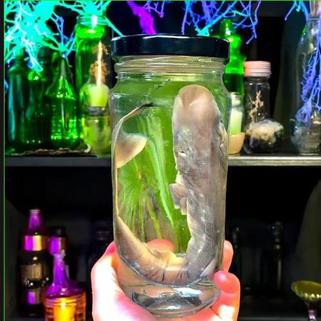 Real Cute Dogfish Shark Wet Specimen in Jar Dried Insect Dead Bug ...