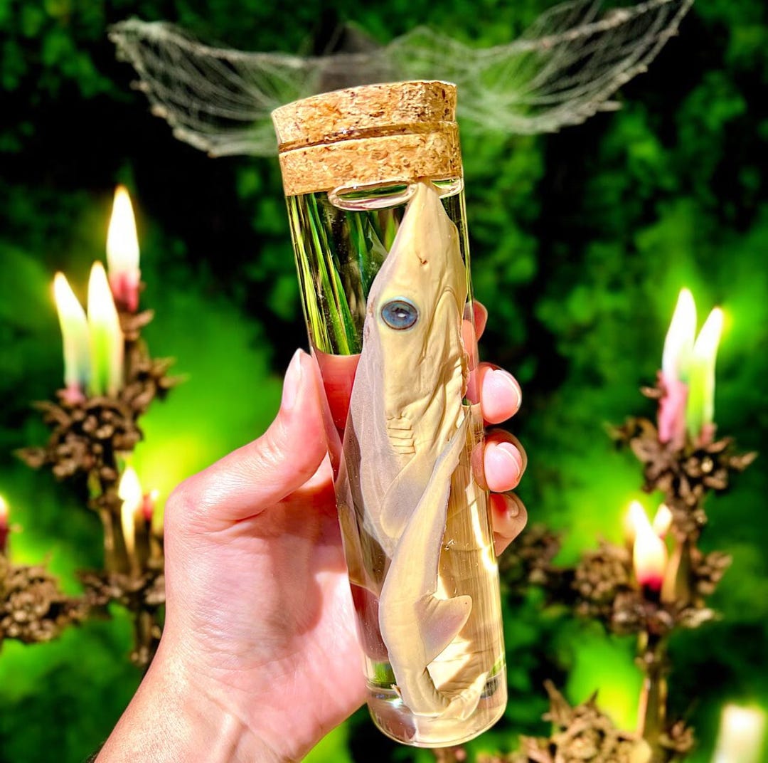 Real Cute Dogfish Shark Wet Specimen in Jar Dried Insect Dead Bug ...