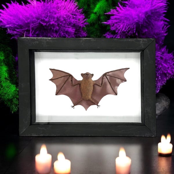 Taxidermy Bat - Etsy